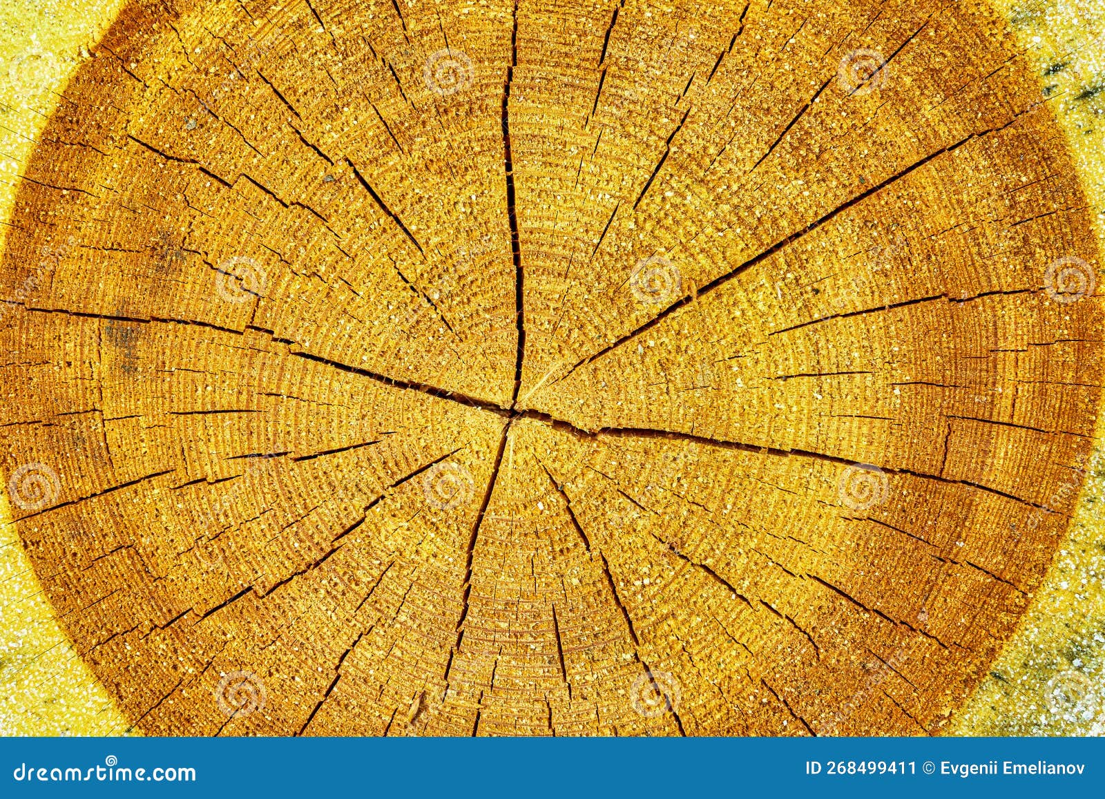 Cross Section of an Aged Pine Tree. Stock Image - Image of annual ...
