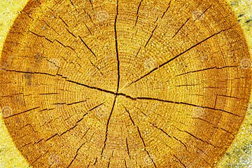 Cross Section of an Aged Pine Tree. Stock Image - Image of annual ...