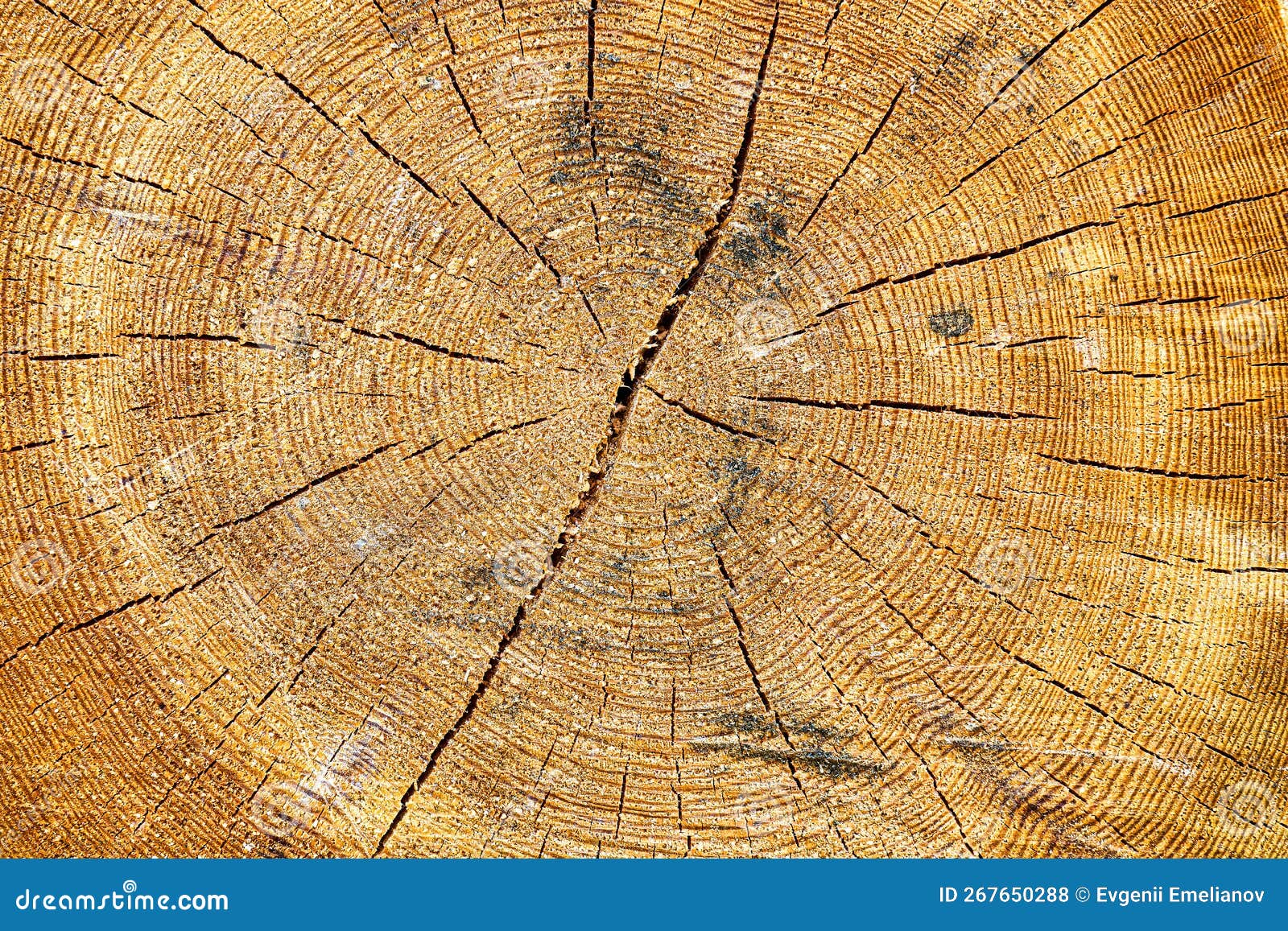 Cross Section of an Aged Pine Tree. Stock Photo - Image of concentric ...