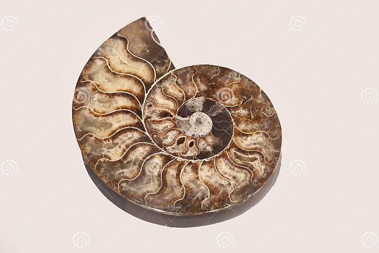 Cross-Section of Ammonite Fossil Stock Photo - Image of cephalopod ...