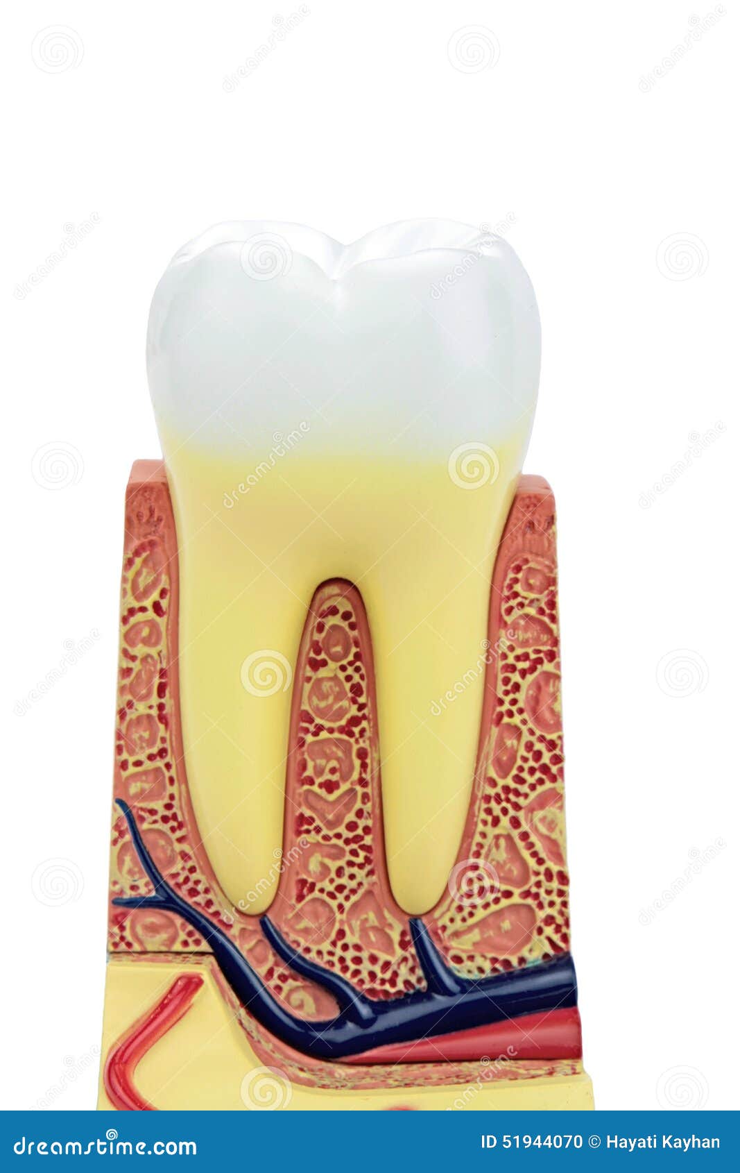 Cross Section Of A Anatomical Tooth Model Stock Photo | CartoonDealer ...