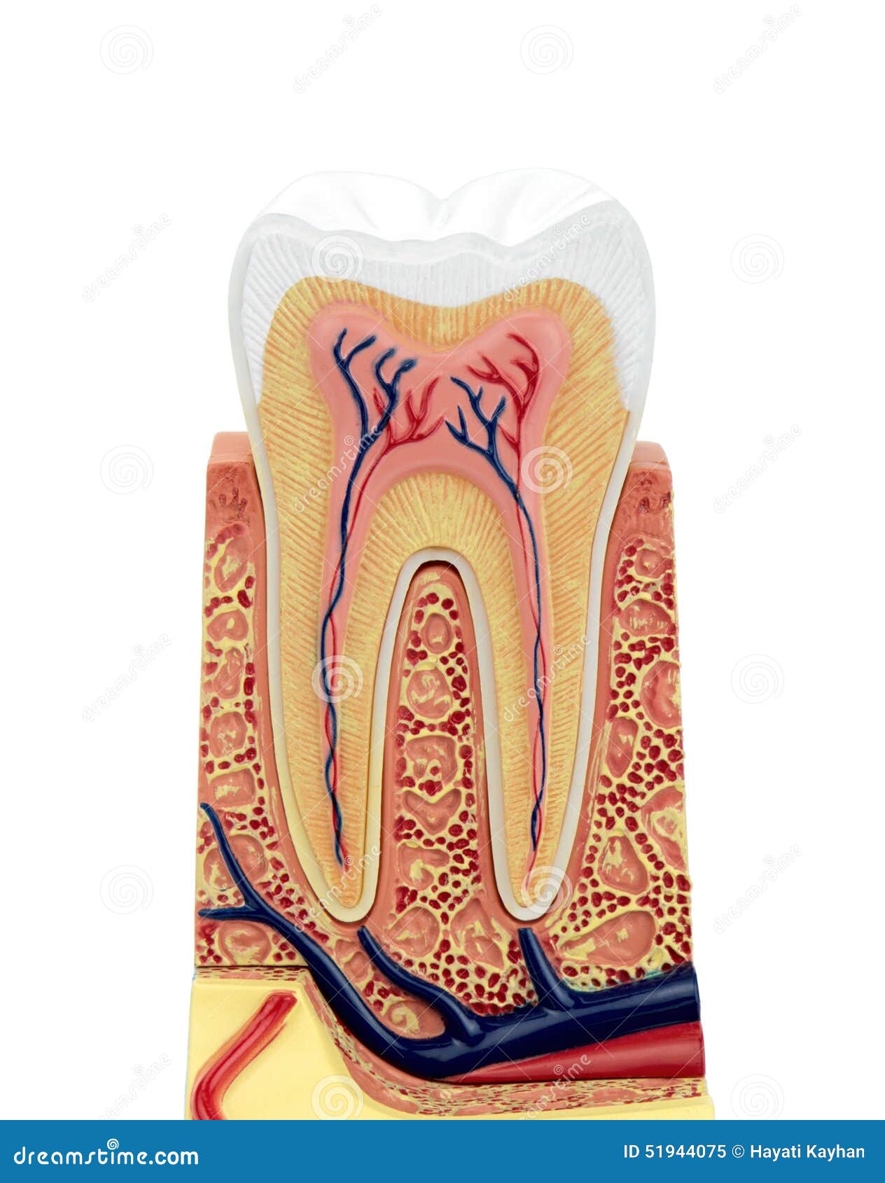 Tooth Cross Section Royalty-Free Stock Photo | CartoonDealer.com #57347607