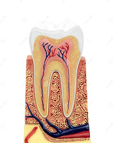 Cross Section of a Anatomical Tooth Model Stock Image - Image of mouth ...