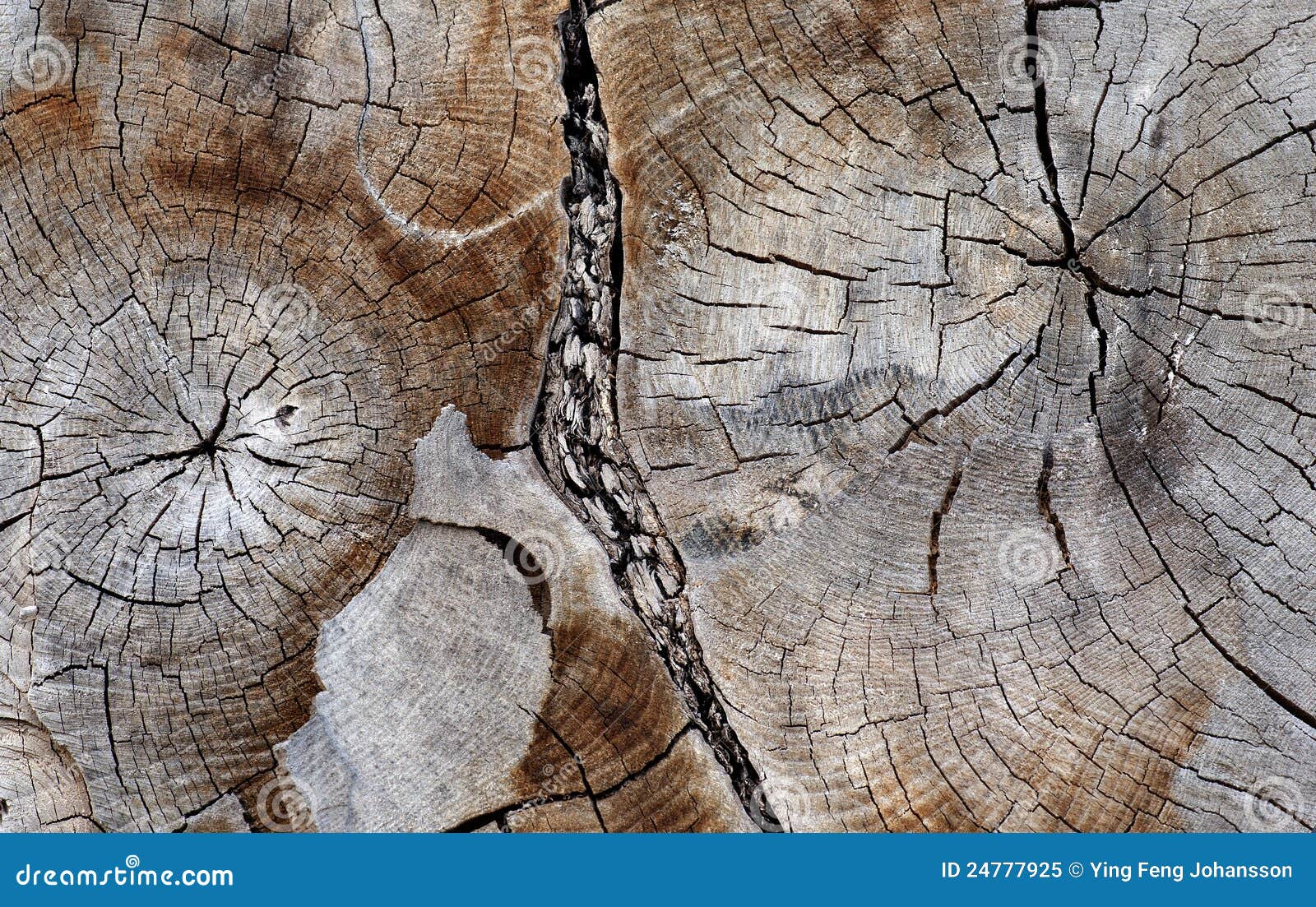 Cross Section of Ancient Hardwood Tree Stock Image - Image of hard ...