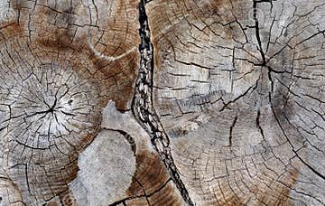 Cross Section of Ancient Hardwood Tree Stock Image - Image of hard ...