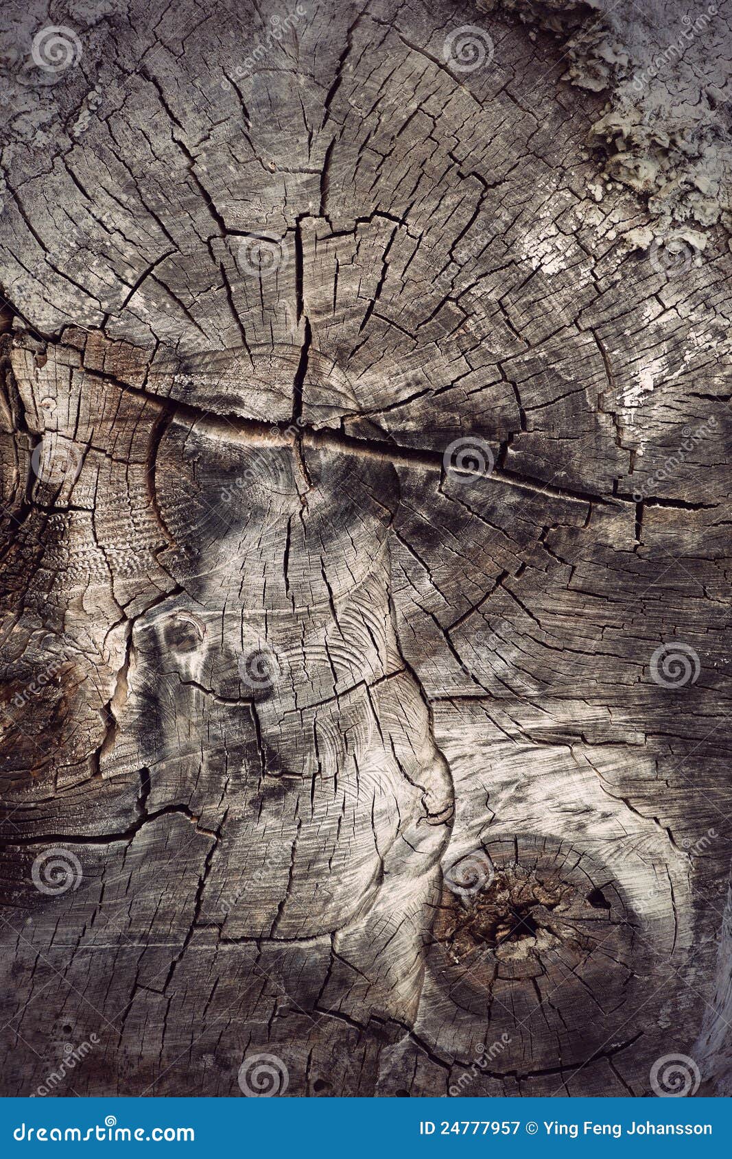 Cross Section Of Ancient Hardwood Tree Royalty-Free Stock Photo ...