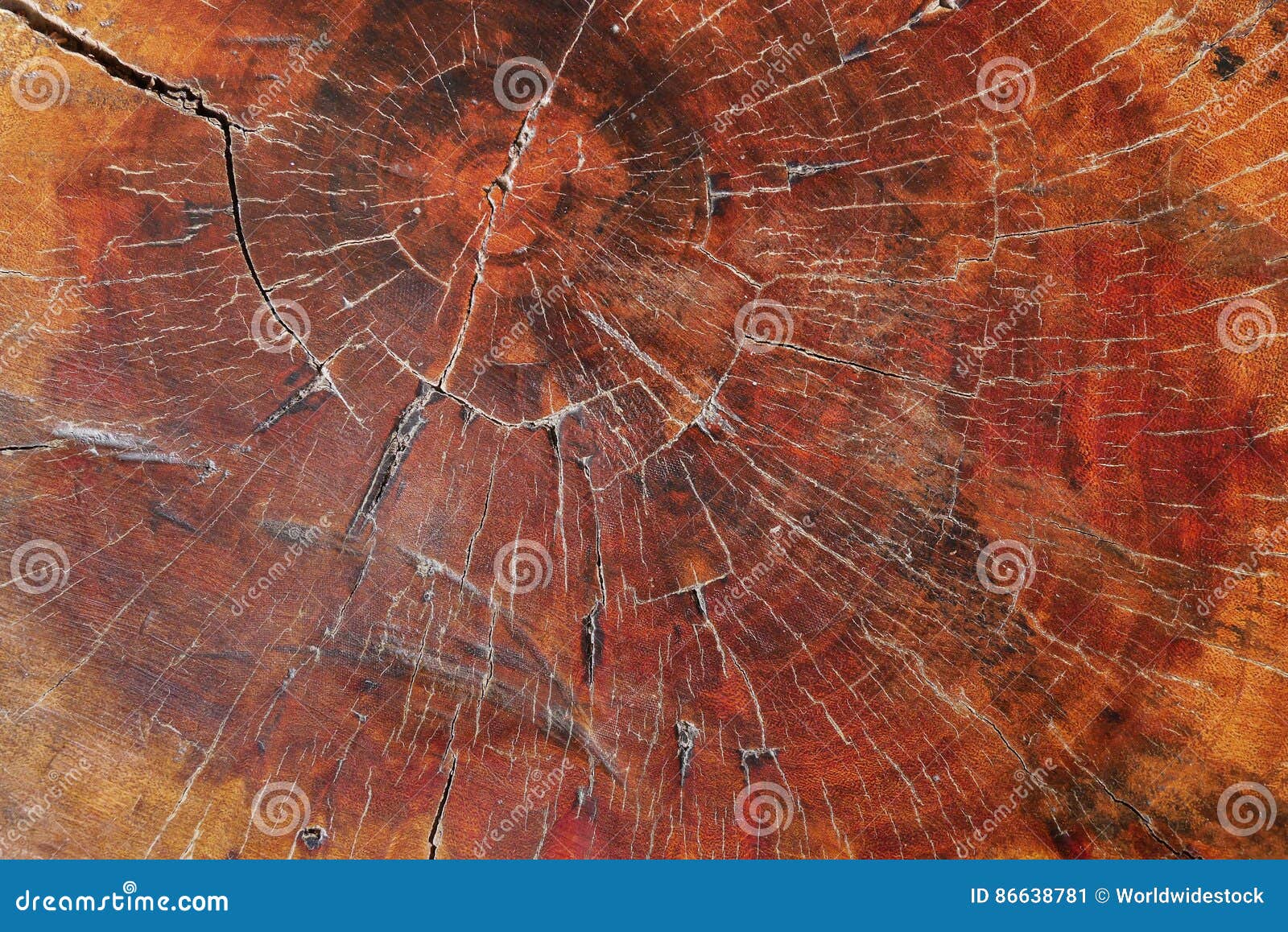 Cross section annual ring stock image. Image of life - 86638781