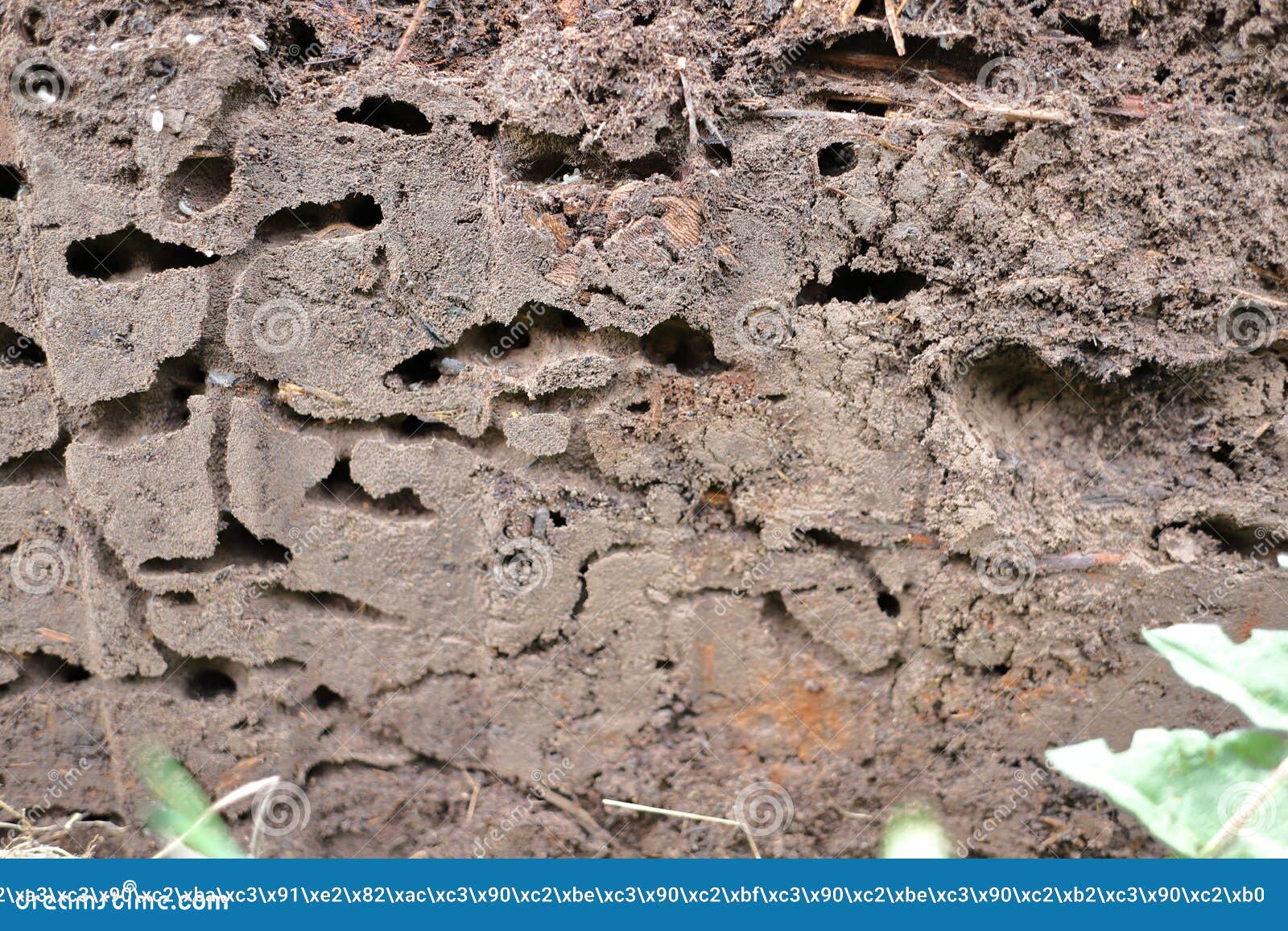 A Cross Section of the Ant Hill Shows the Moves the Way Ants Move with ...