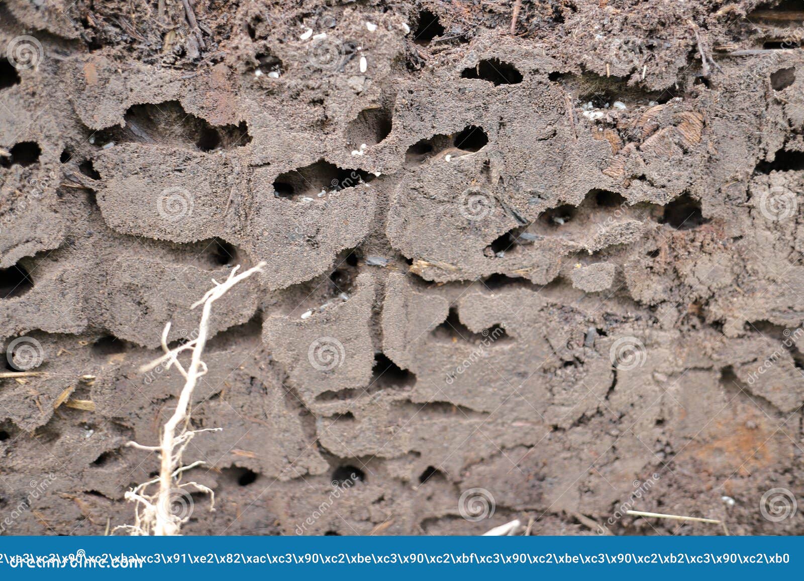 Anthill Cross Section In Forest, Illustration Royalty-Free Stock Image ...