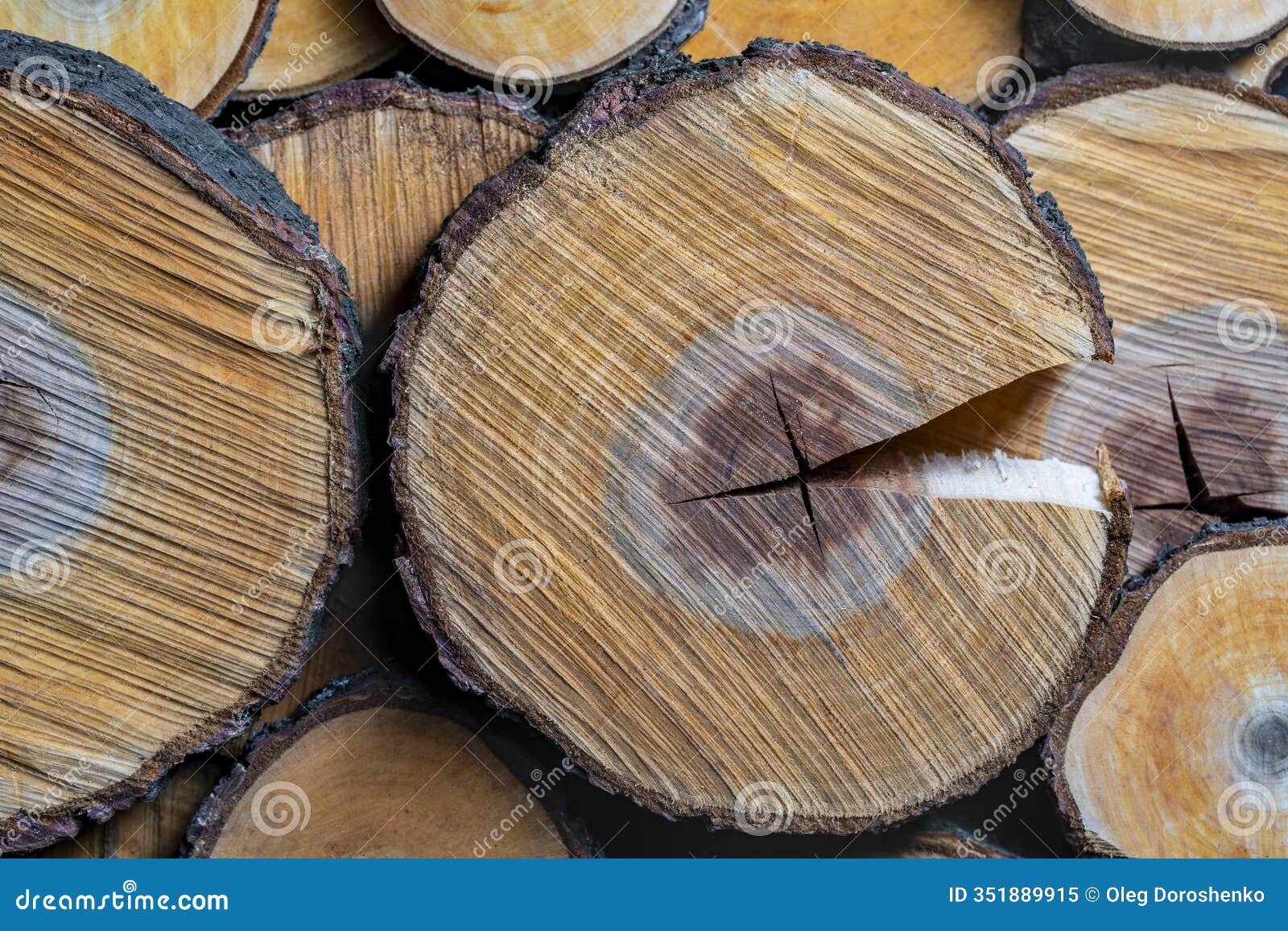 Cross-section of a Apple Tree Trunks, Closeup, Top View Stock Image ...