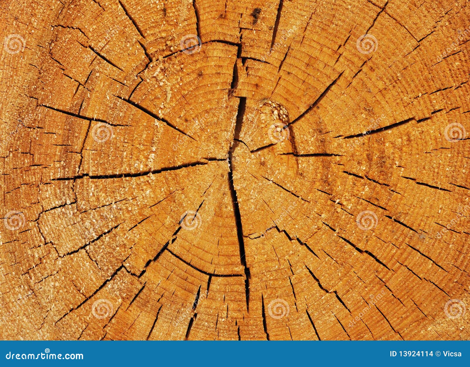 Cross Section of Big Tree Trunk Stock Photo - Image of coniferous ...