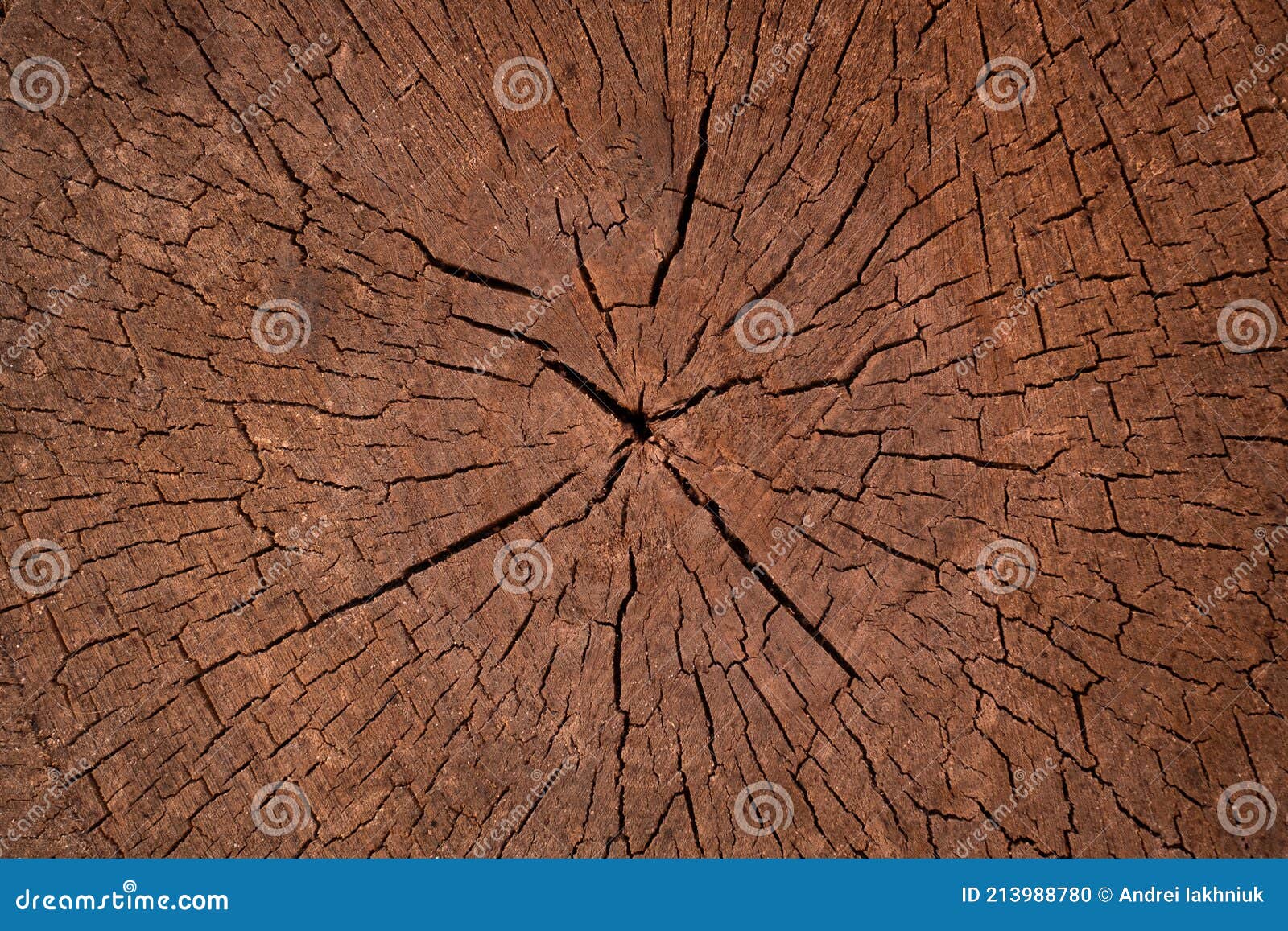 Cross-section of a Birch Tree, Texture of the Old Dry Stock Photo ...