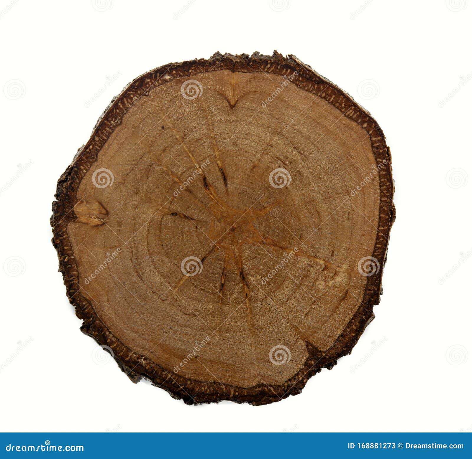 Cross section of wood stock image. Image of cross, ring - 168881273