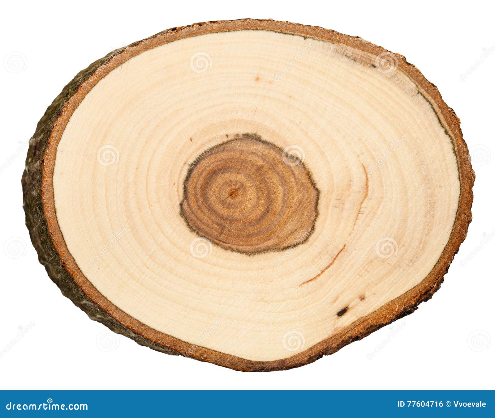 Cross Section of Bird Cherry Tree Trunk Isolated Stock Photo - Image of ...