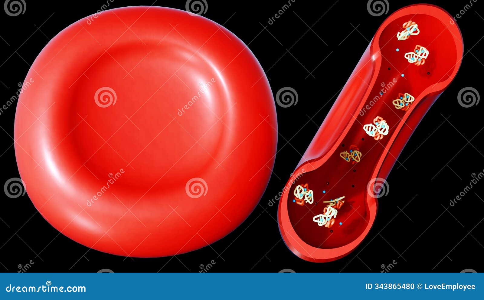 Cross-section of a Blood Vessel with the Components of Blood. Stock ...