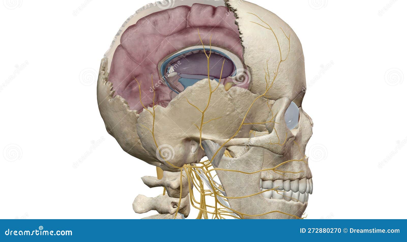 Cross Section of the Brain Inside the Skull Stock Illustration ...