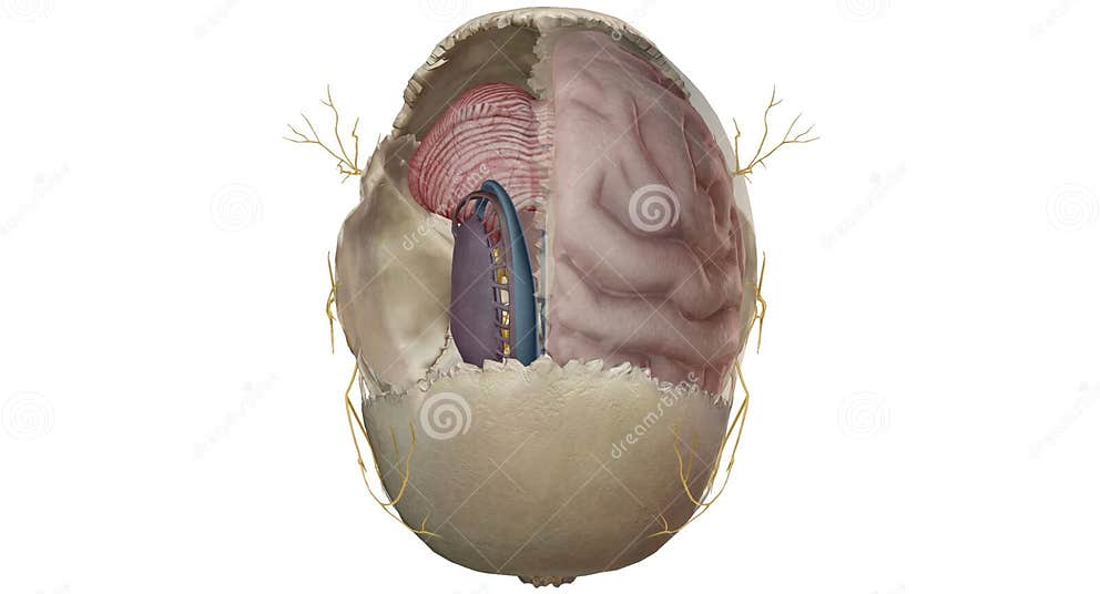 Cross Section of the Brain Inside the Skull Stock Illustration ...
