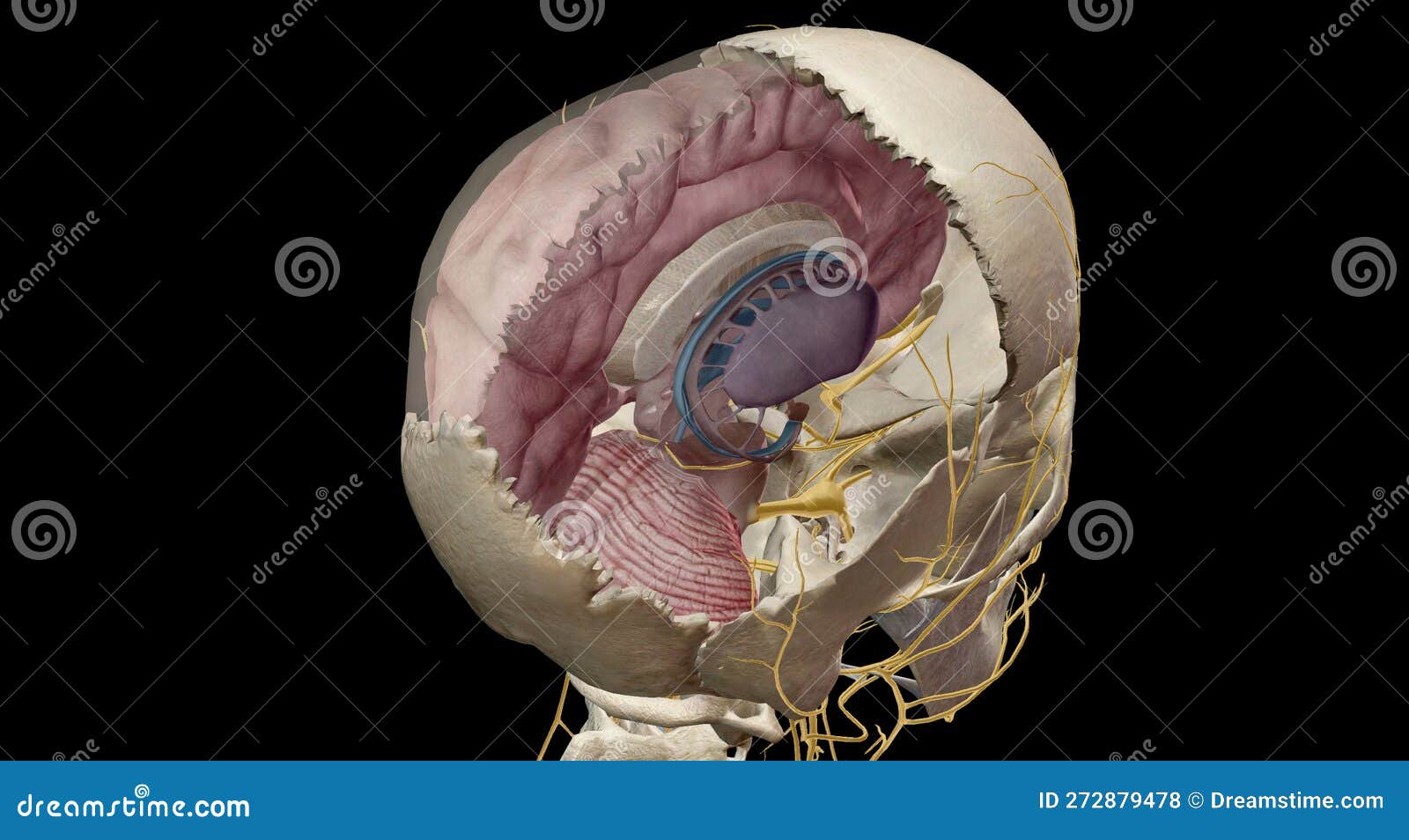 Cross Section of the Brain Inside the Skull Stock Illustration ...