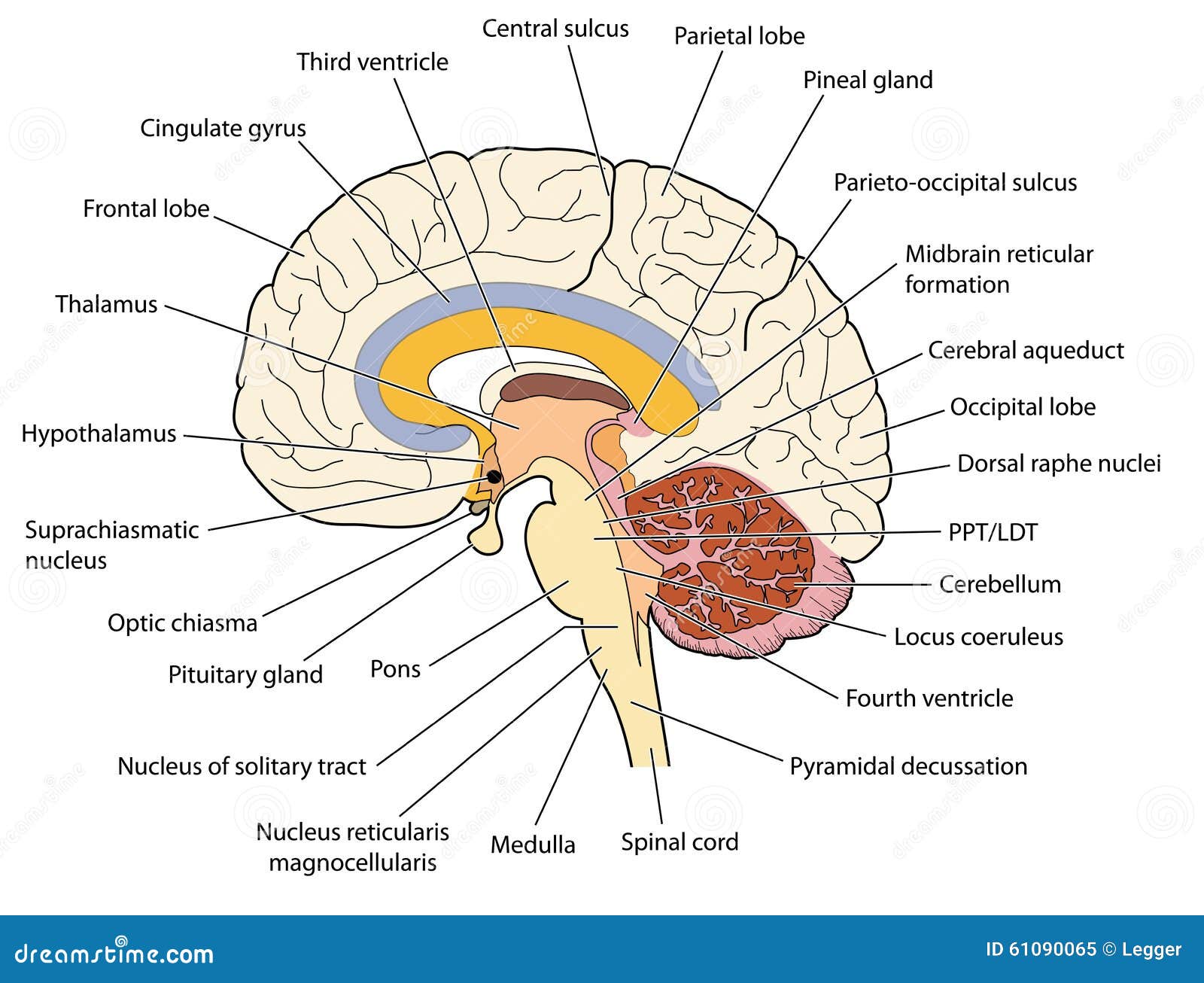 Cross Section Through The Brain Stock Vector - Image: 61090065 Cross Section Through The Brain Stock Vector - Image: 61090065