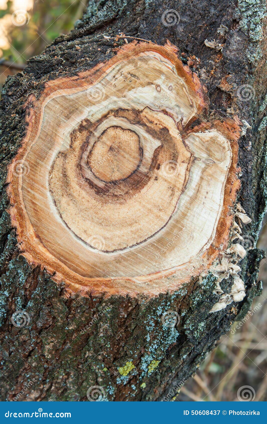 Cross Section Branch of Tree Stock Image - Image of lumber, plant: 50608437