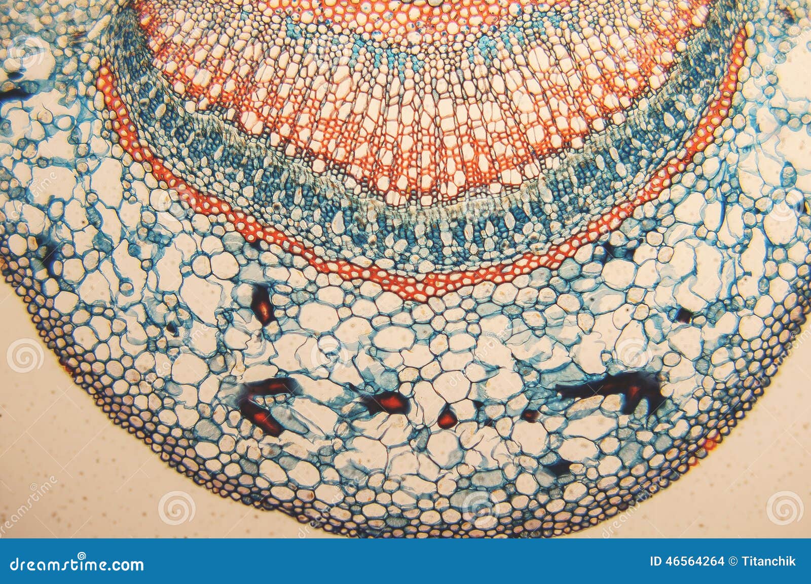 Cross-section branches stock photo. Image of dermal, cambium - 46564264