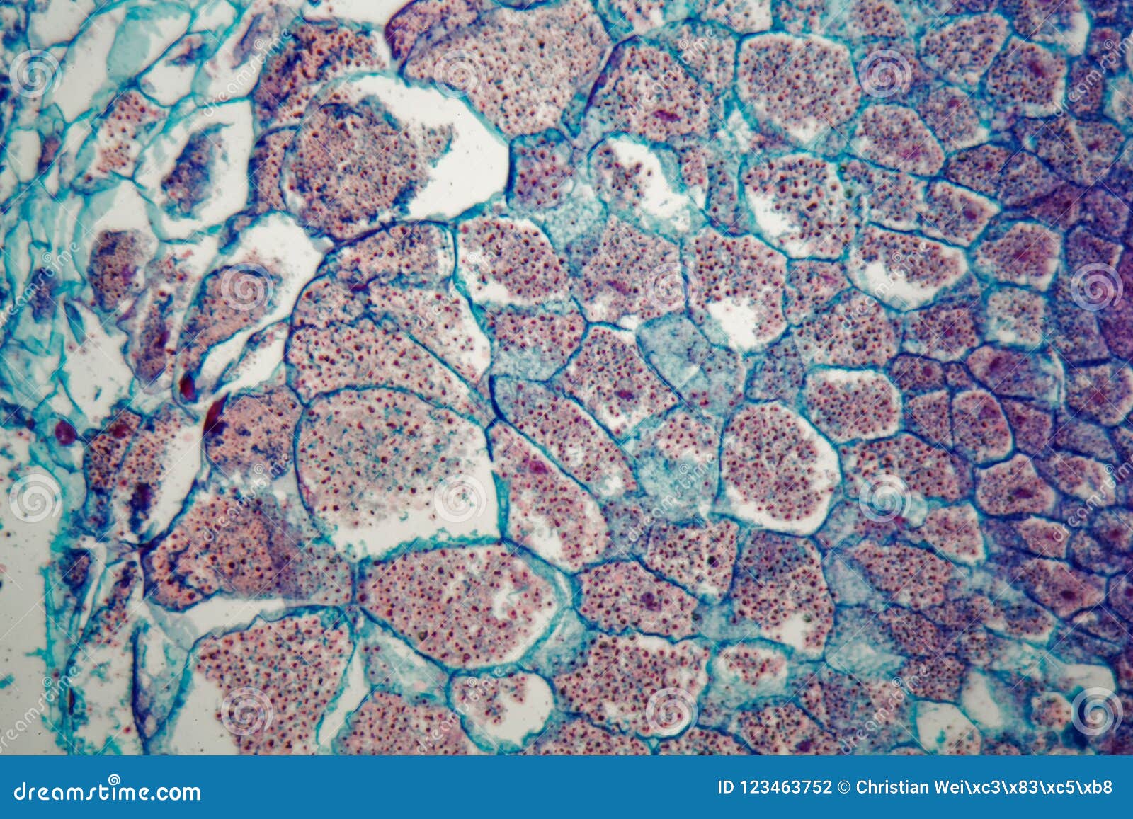 Cross Section Through Cells Of A Seedling From A Maize Plant Under The ...