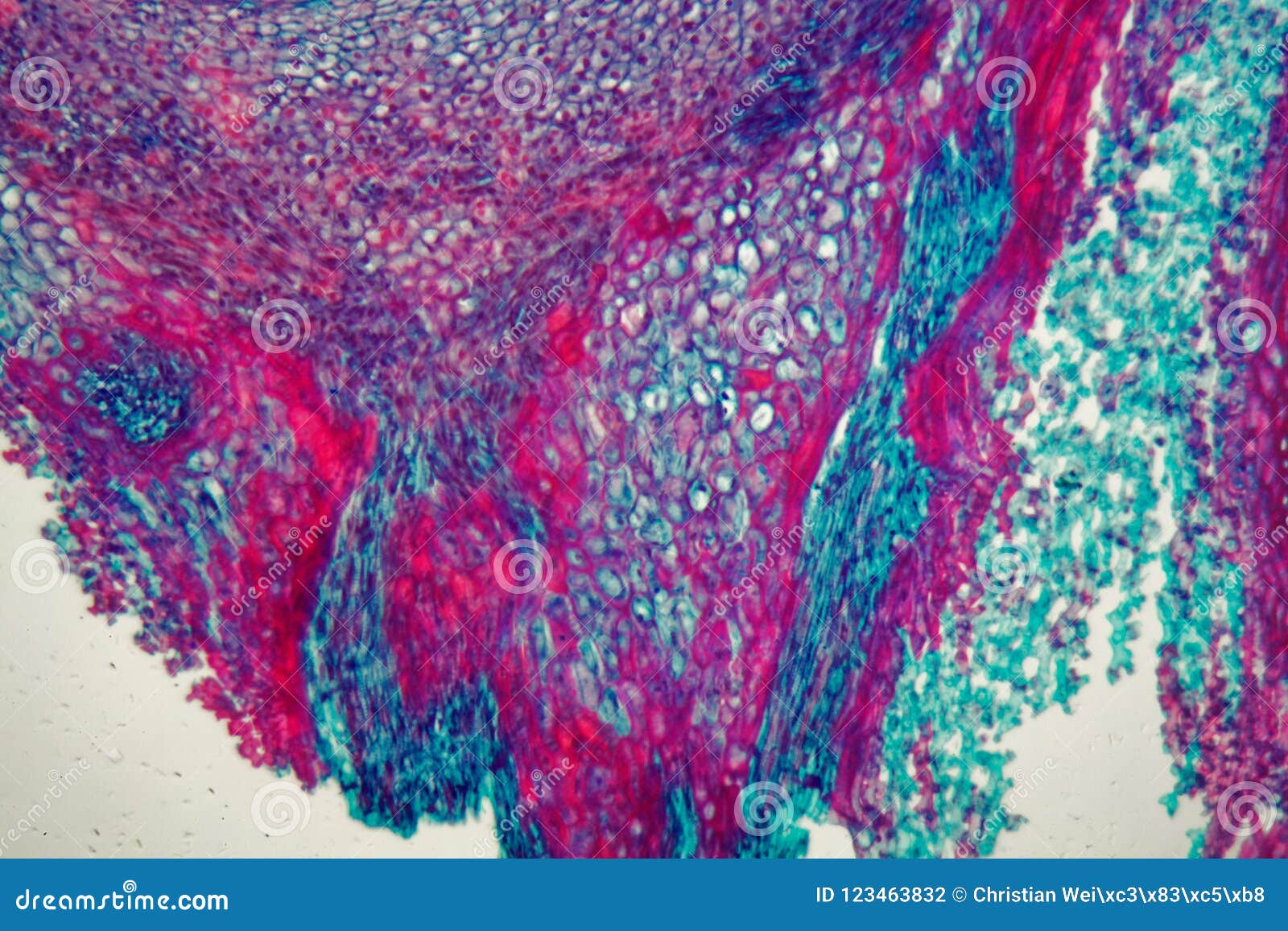 Cross Section through Cells of a Seedling from a Maize Plant Under the ...