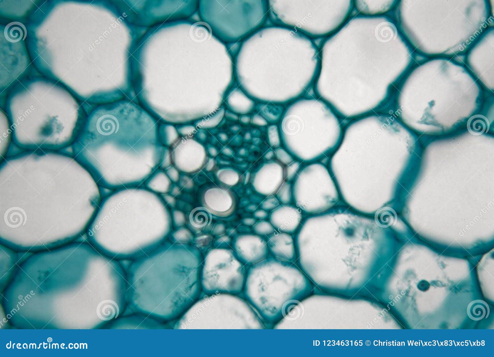 Cross Section through Cells of a Stem from a Maize Plant Under the ...