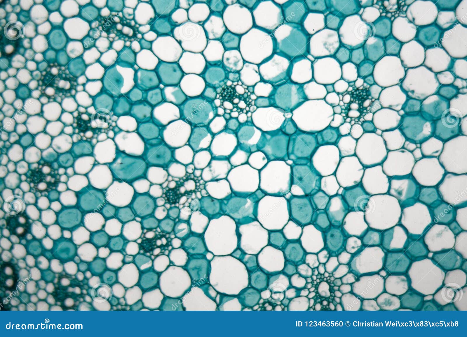 Cross Section through Cells of a Stem from a Maize Plant Under the ...