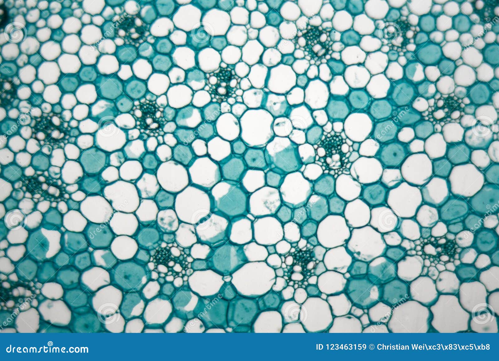 Cross Section through Cells of a Stem from a Maize Plant Under the ...