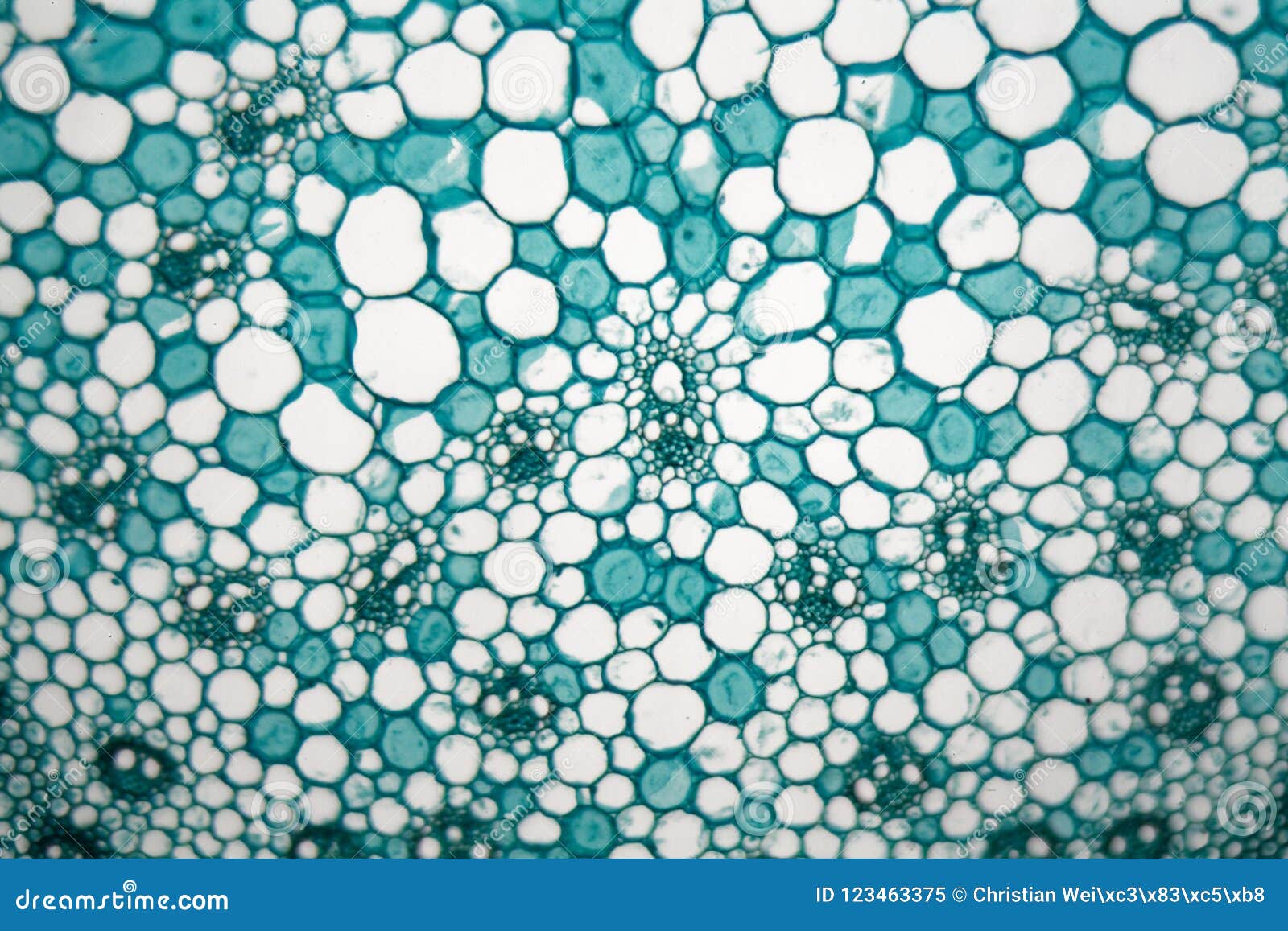 Cross Section through Cells of a Stem from a Maize Plant Under the ...