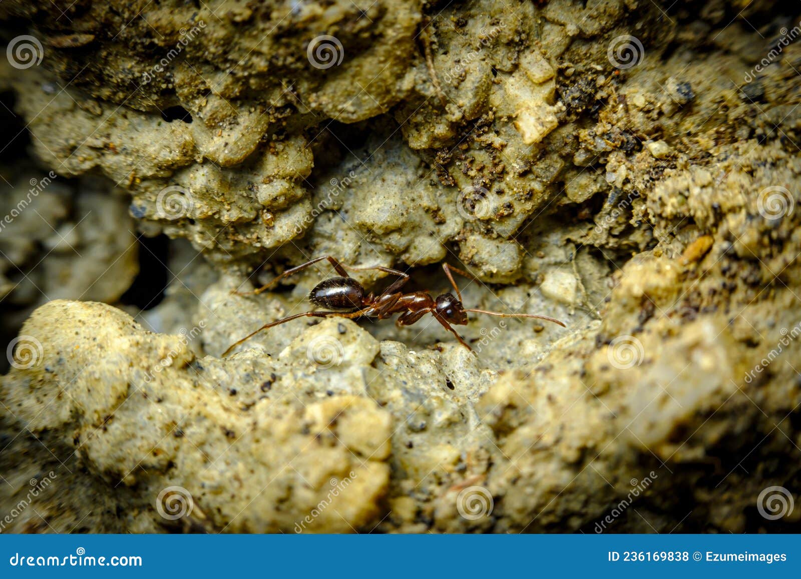 Anthill Cross Section In Forest, Illustration Royalty-Free Stock Image ...