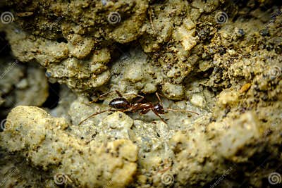 Cross Section Cement Anthill Stock Photo - Image of vermin, pest: 236169838