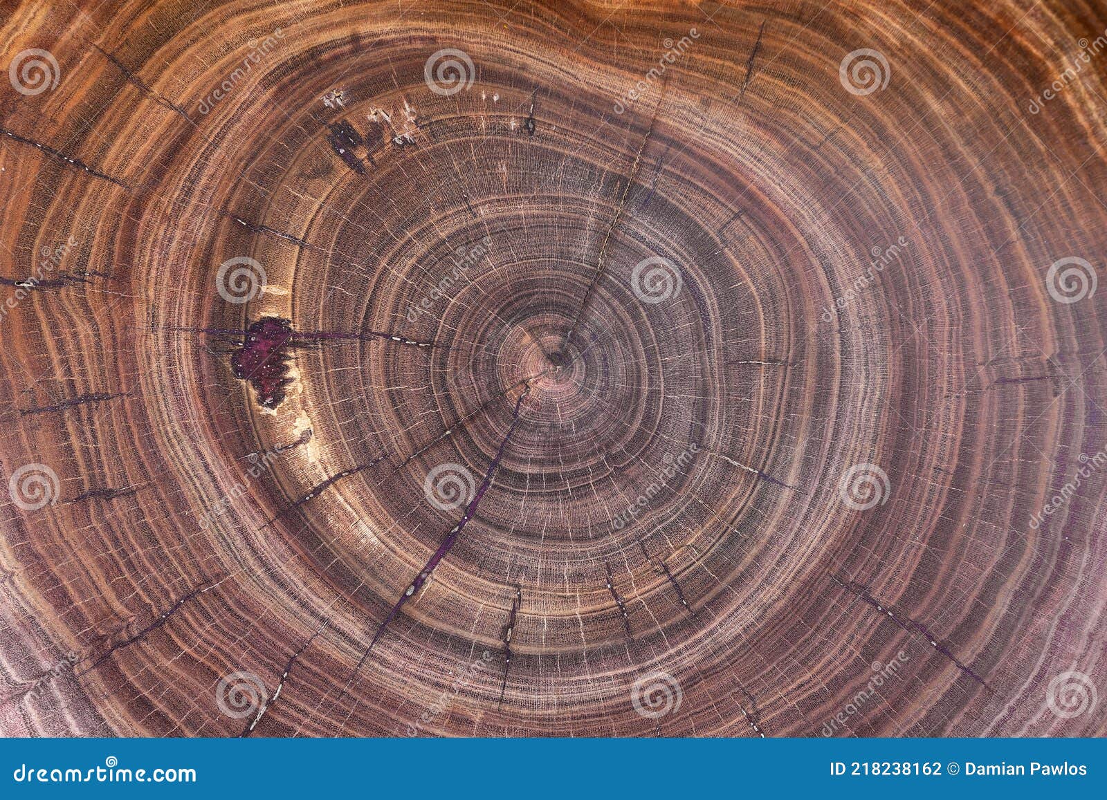 Cross-section of Cherry Tree with Growth Rings. Full Frame of Wood ...
