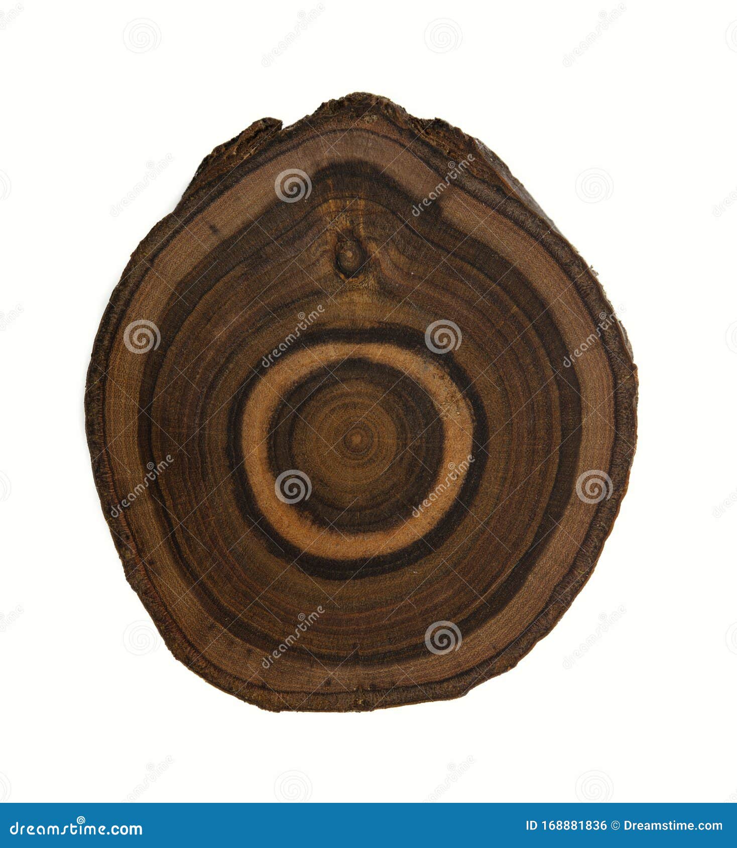 A Cross Section of Cherry Trees Stock Photo - Image of life, circle ...