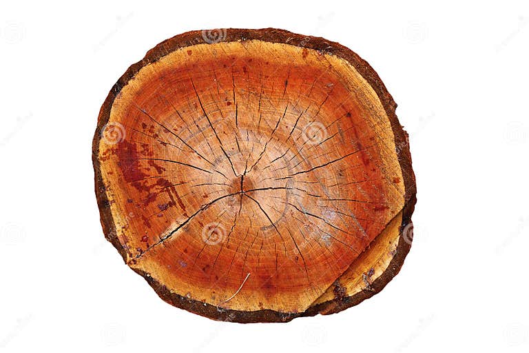 Cross Section of Cherry Tree Trunk Stock Image - Image of annual, ring ...