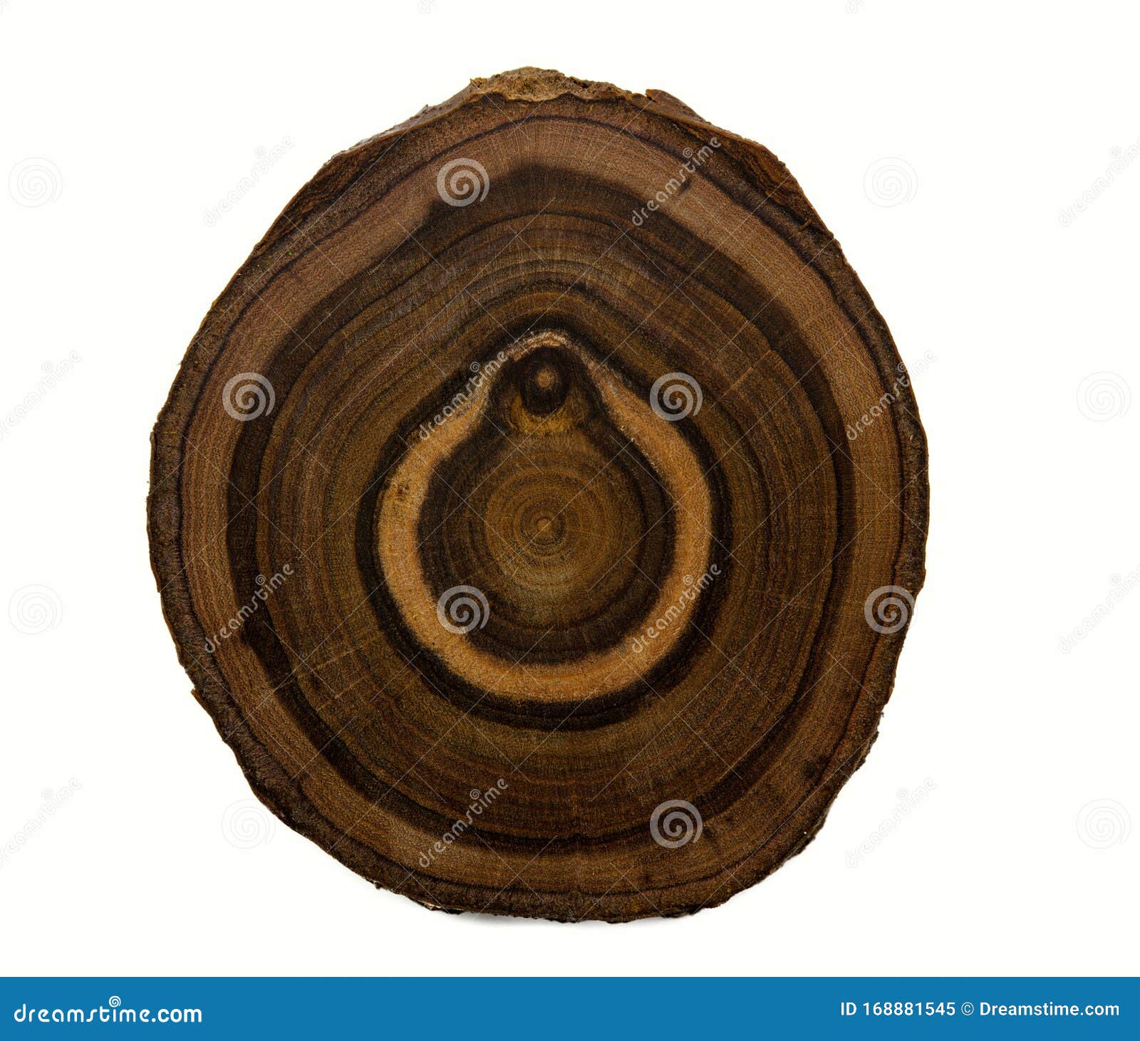 A Cross Section of Cherry Trees Stock Image - Image of organic, ecology ...