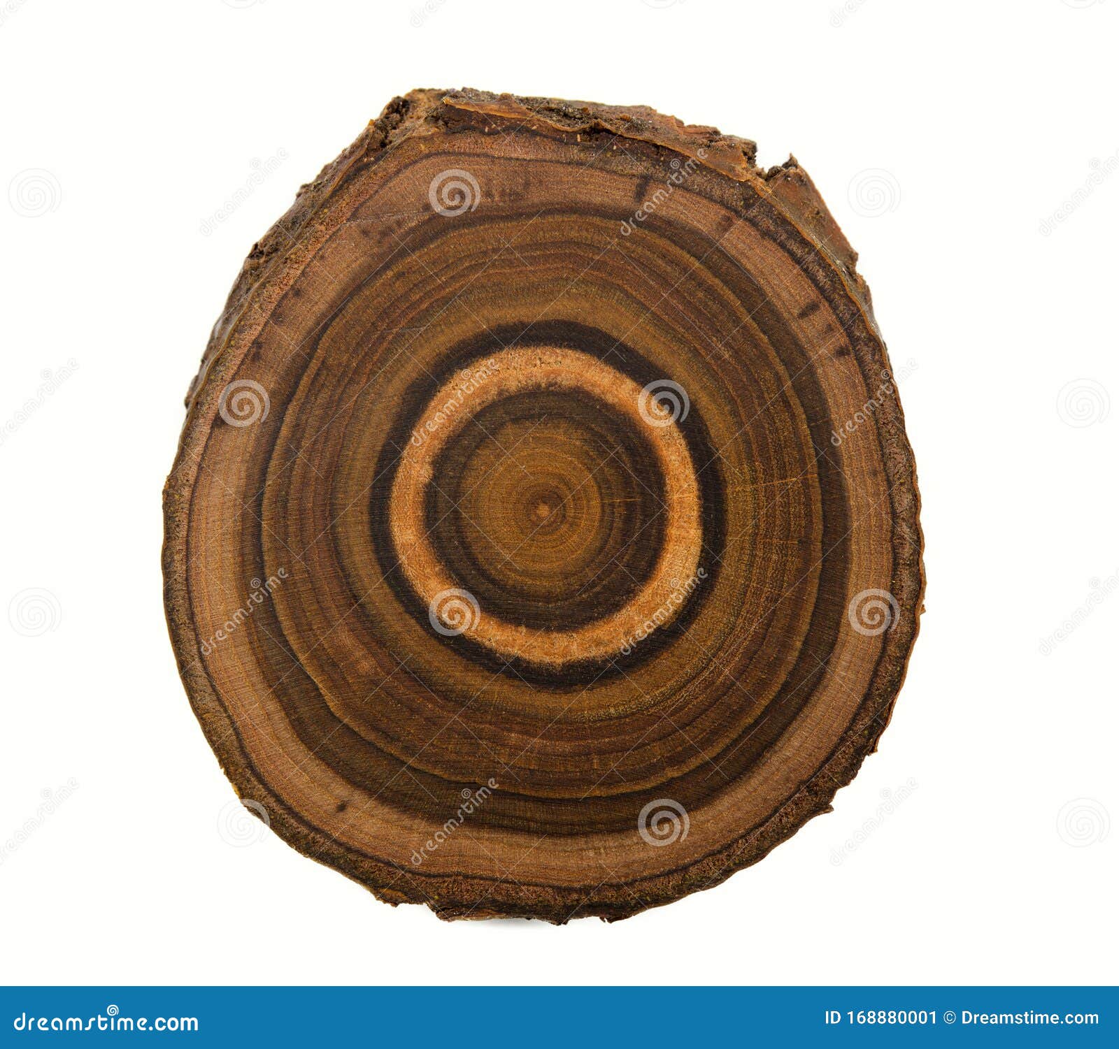 Cross section of wood stock image. Image of detailed - 168880001