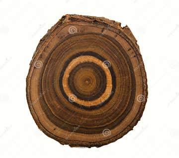 Cross section of wood stock image. Image of detailed - 168880001