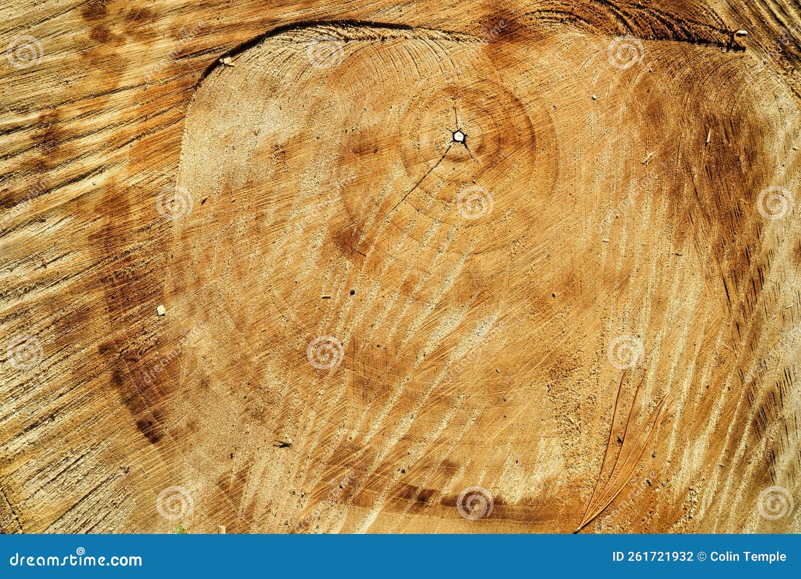 Cross-section of a Cut-down Ash Tree Trunk Stock Photo - Image of ...