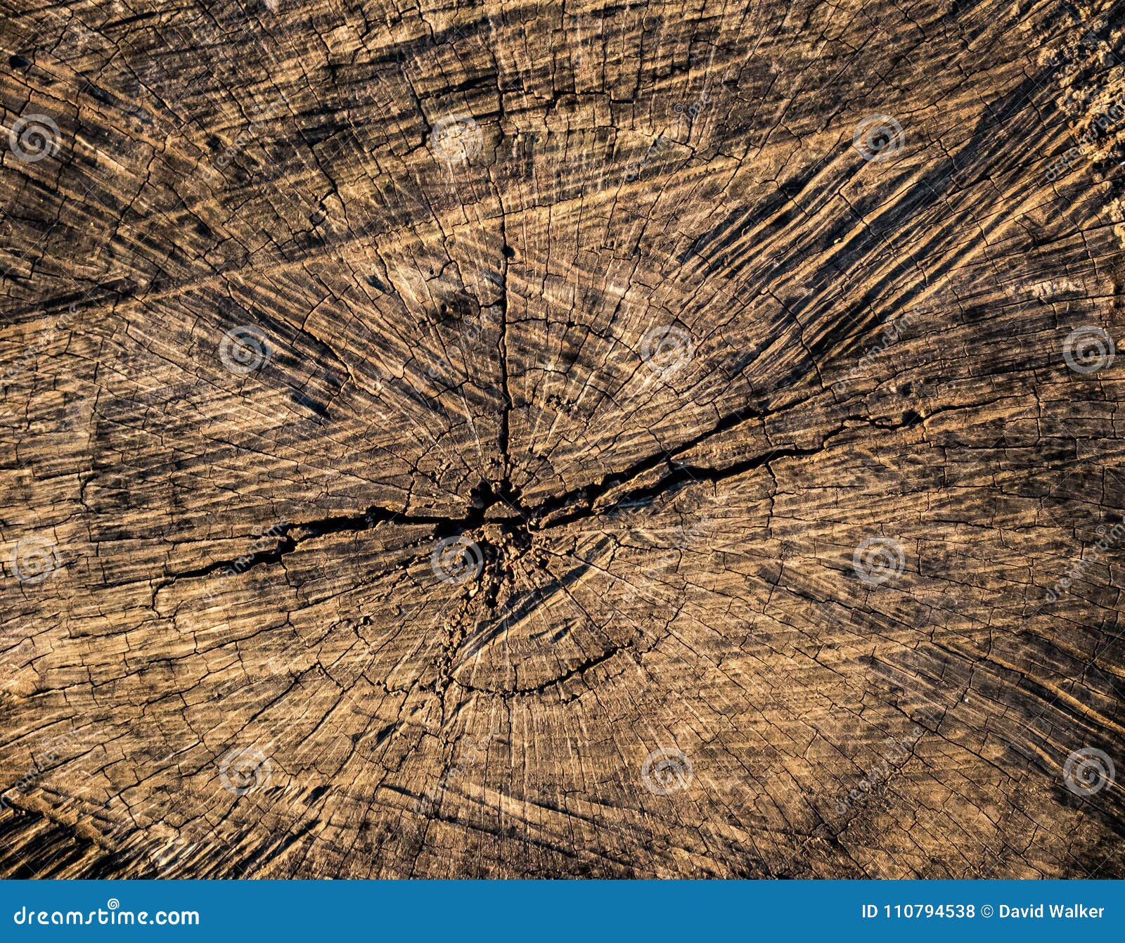 Walnut Log Cross Section