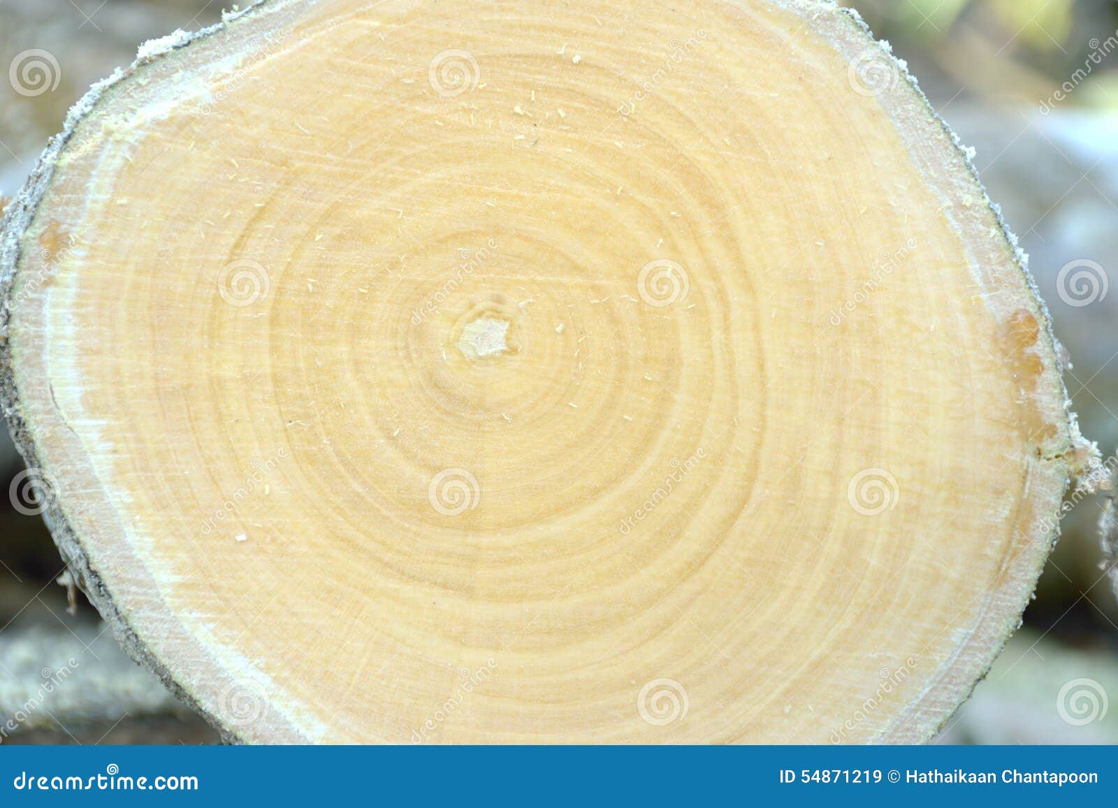 Cross section cut log wood stock image. Image of yellow - 54871219