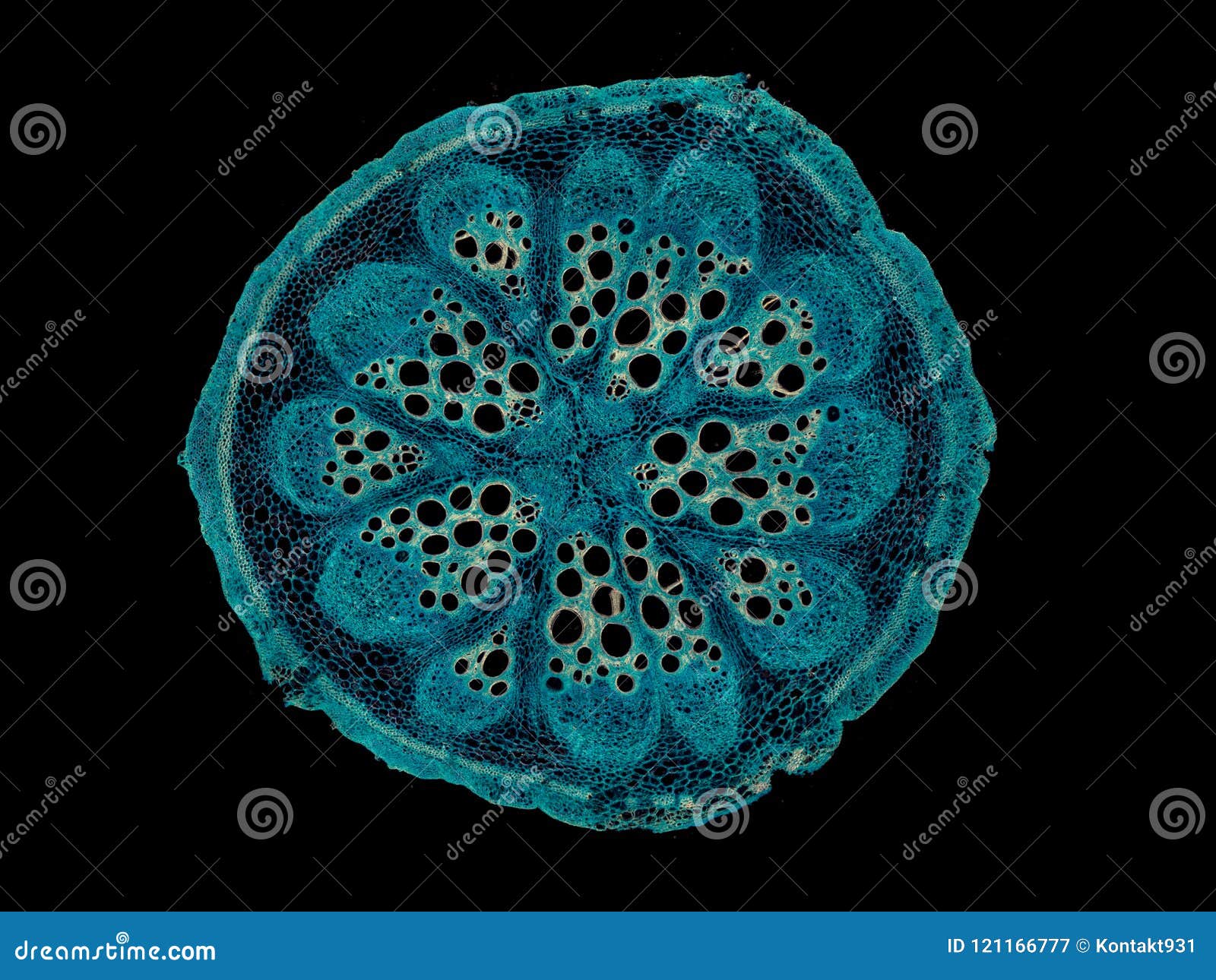 Cross Section Cut Of A Plant Stem Under Microscope Royalty-Free Stock ...