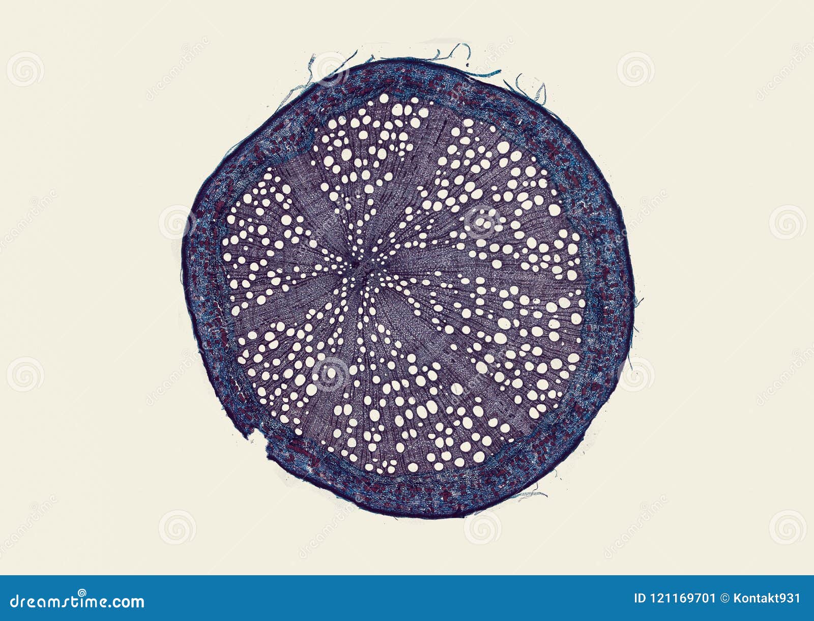 Cross Section Cut of a Plant Stem Under Microscope Stock Image - Image ...