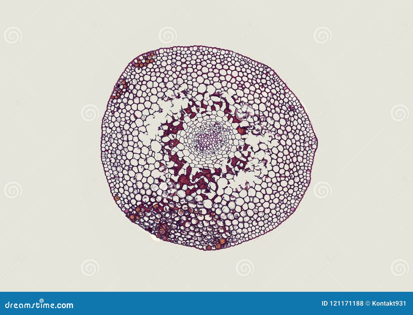 Cross Section Cut Of A Plant Stem Under Microscope Stock Photo ...