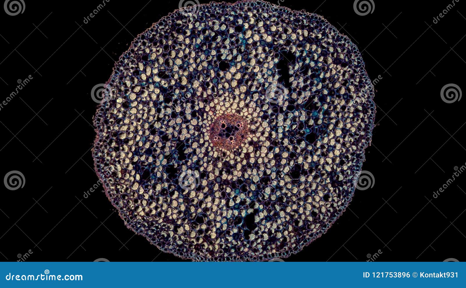 Cross Section Cut of a Plant Stem Under Microscope Stock Footage ...