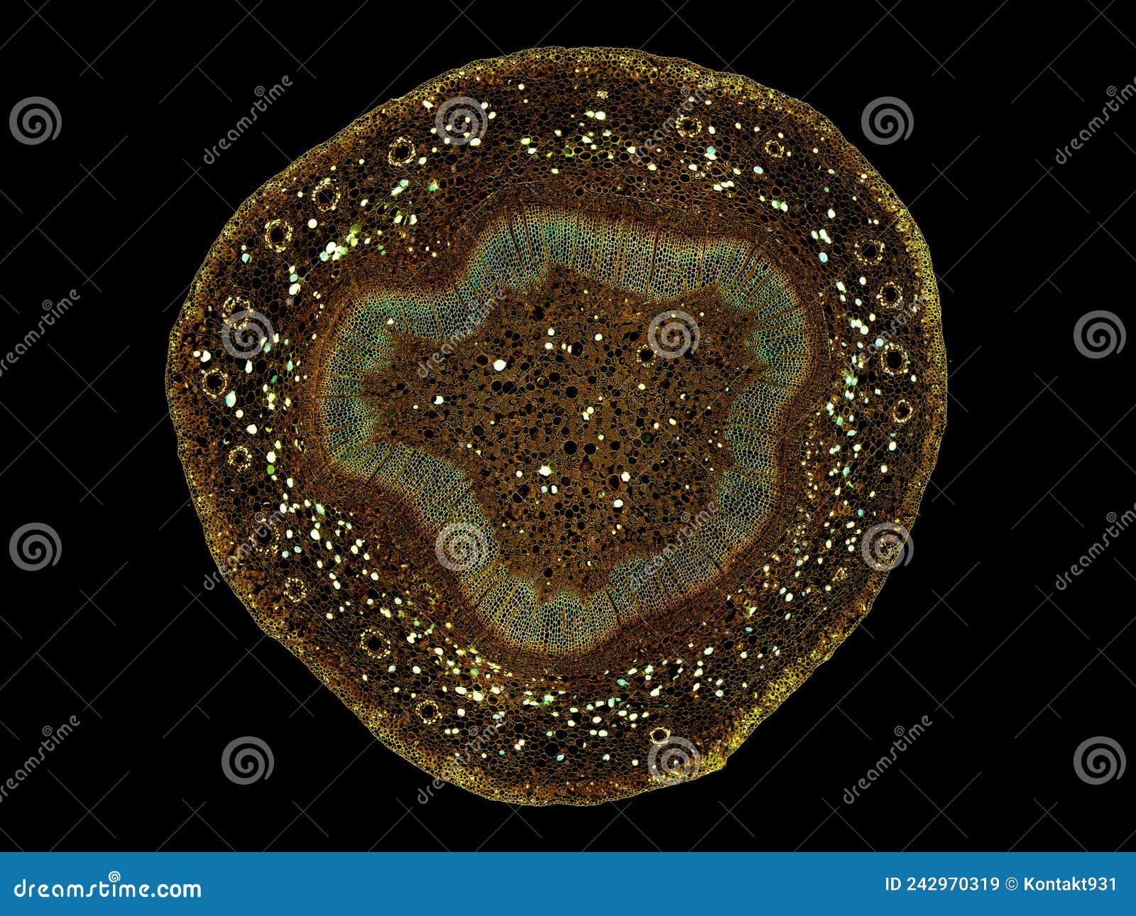 Cross Section Cut Slice of Plant Stem Under the Microscope â ...