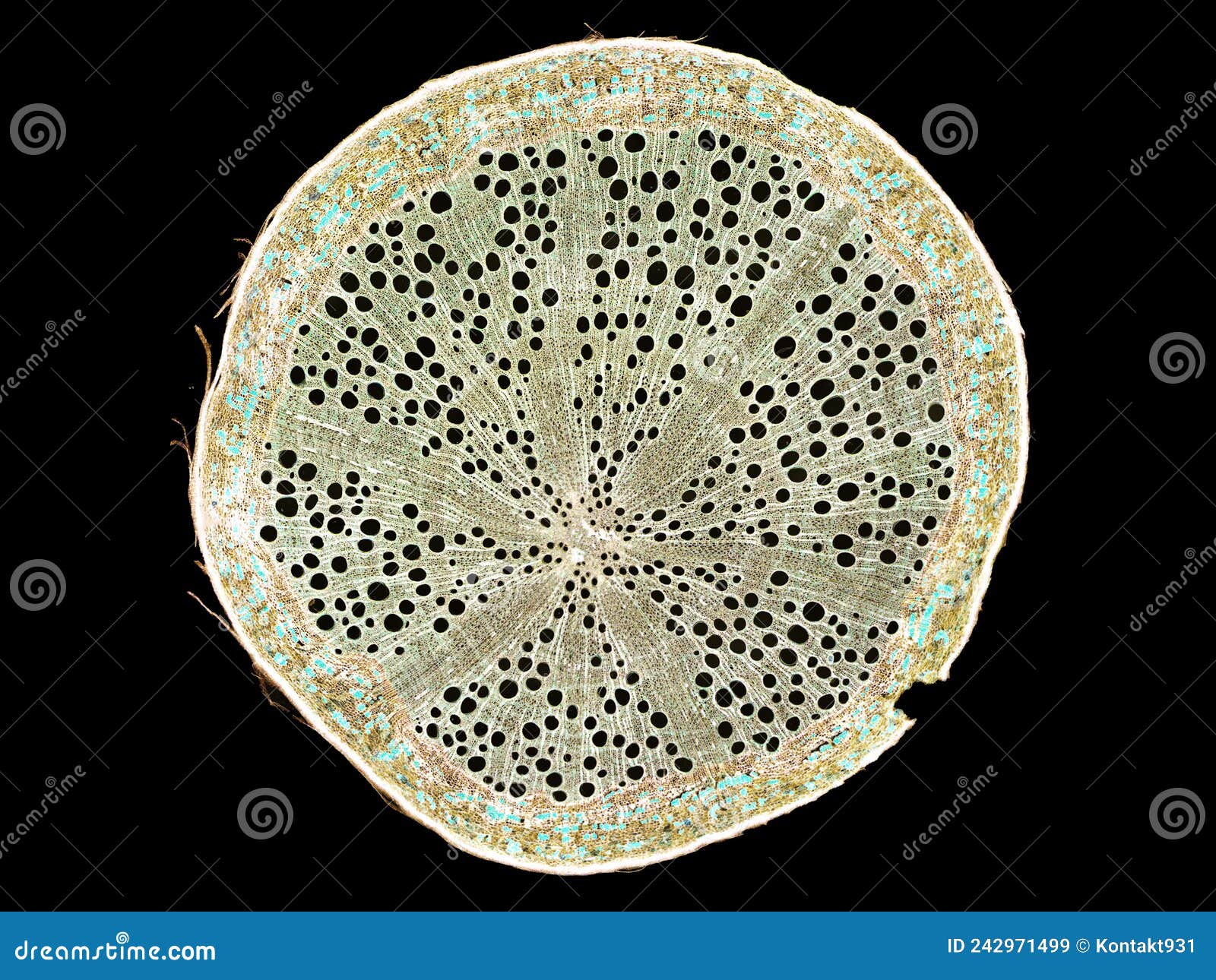 Cross Section Cut Slice of Plant Stem Under the Microscope â ...