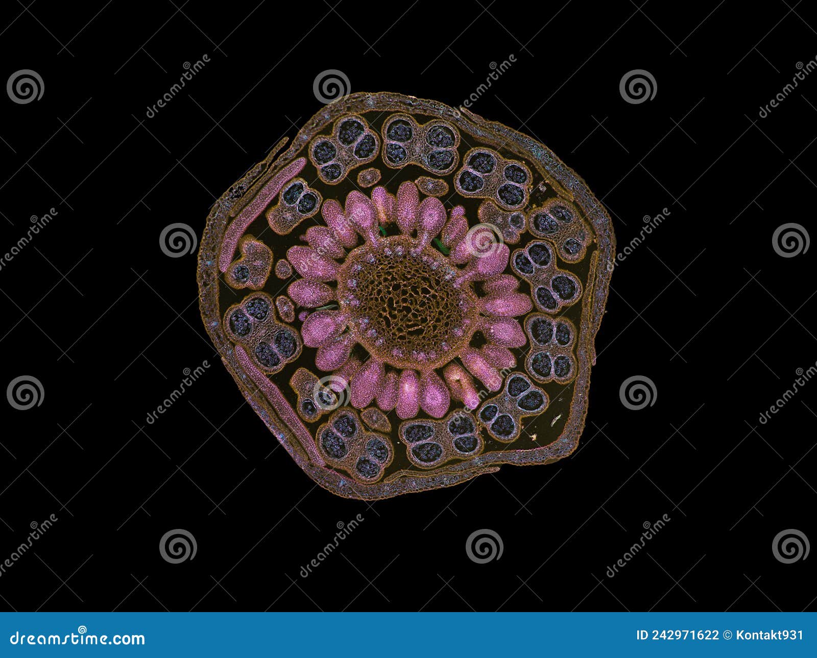 Cross Section Cut Slice of Plant Stem Under the Microscope â ...