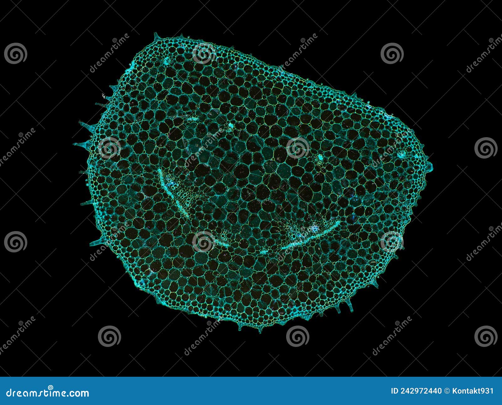 Cross Section Cut Slice of Plant Stem Under the Microscope â ...